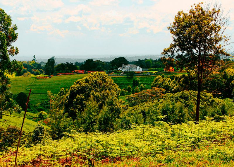 Restaurants in Tigoni, Best Restaurants in Tigoni